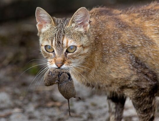What are natural enemies of cats?