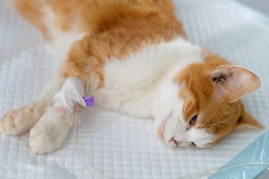 Male Cat Before and After Neutering: An Exhaustive Guide