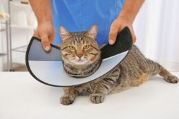 Male Cat Before and After Neutering: An Exhaustive Guide